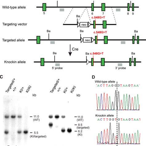 Generation Of Psen1 C548gt Ki Mice A Sequence Alignment At The
