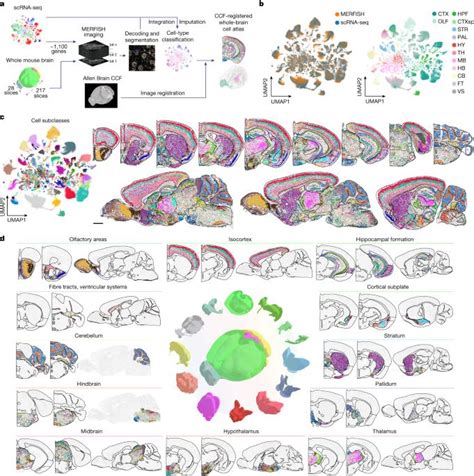 Brainvta On Linkedin Molecularly Defined And Spatially Resolved Cell Atlas Of The Whole Mouse