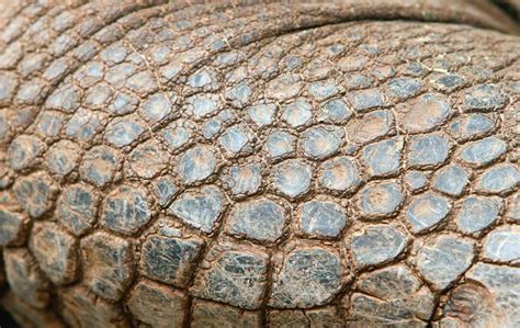 Reptile Skin And Its Care