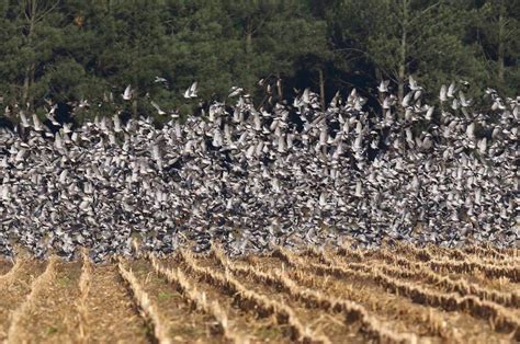 Chasse à La Palombe En Sologne Chasse Au Pigeon Ramier En Sologne