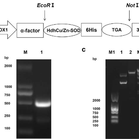 Construction Of The Recombinant Expression Vector A Structural Map Of Download Scientific