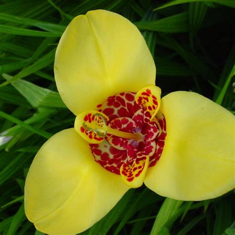 Tigridia pavonia 'Aurea'