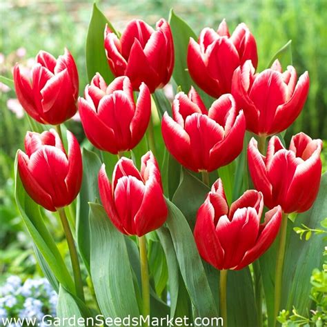 Tulip Vampire Large Pack 50 Pcs Garden Seeds Market Free