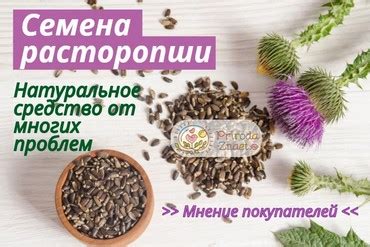 Мука расторопши: как принимать ее в порошке, каковы ее полезные ...