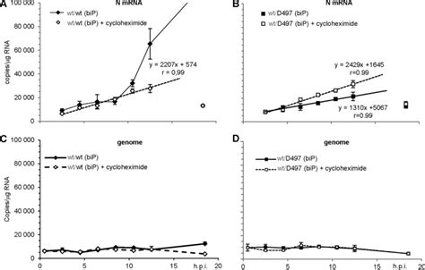 Sequence Of Events In Measles Virus Replication Role Of Phosphoprotein