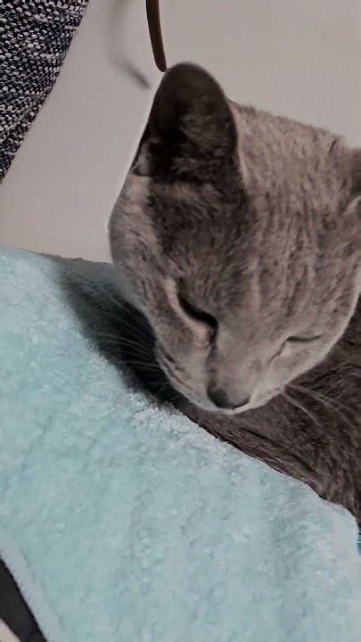 까만 조랭이떡귀여운우리집고양이 Youtube