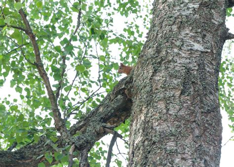 Tree Cabling And Bracing Mercer County Nj