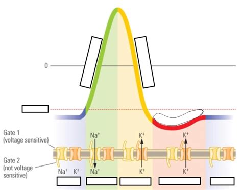 Action Potential Labeling Quiz