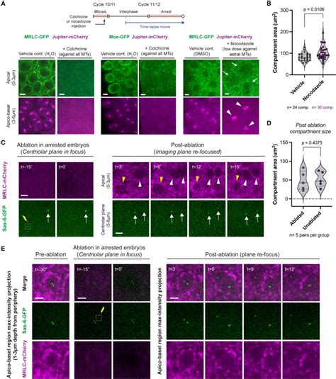 Cytoplasmic Division Cycles Without The Nucleus And Mitotic Cdk Cyclin Complexes Cell
