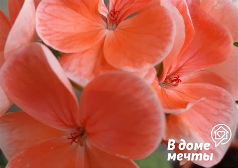 Пеларгония в домашних условиях – коротко о главном