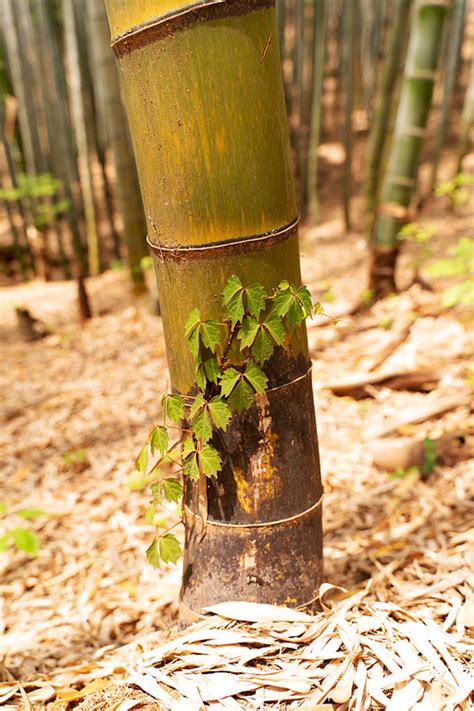 굵은 대나무 밑 둥치에서 자라는 담장이덩굴 유토이미지 상세페이지 베이직샵 사진 21412969