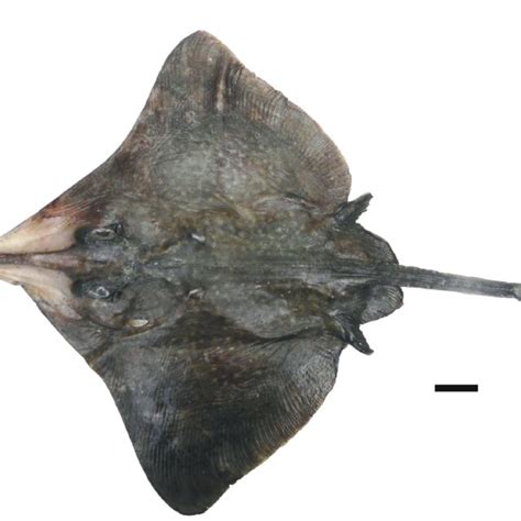 Specimen Of Zearaja Brevicaudata Rm Mm Tl Showing The Same