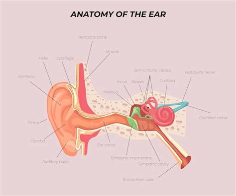 Premium Vector Anatomical Illustrationvector Human Ear