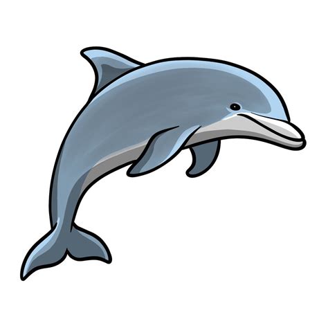 How To Draw A Dolphin For Beginners