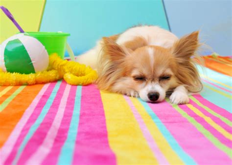 10 Summer Safety Tips For Dogs
