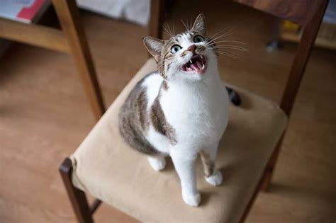 猫と自撮り＊心を開いてくれた元保護猫｜真帆 沁＊maho Shin＊文筆家｜note シャー 猫 家 Sydneyjrbv09gh