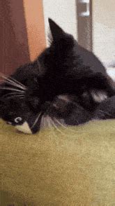 Unicouniuni Tux Cat Unicouniuni Tux Cat Tuxedo Cat Discover