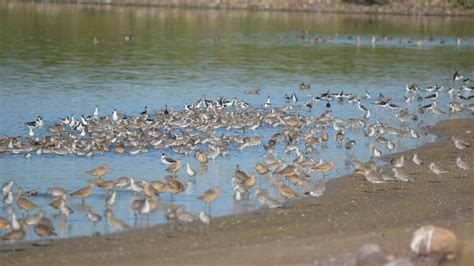 Sinaloa Lugar Privilegiado Para Aves Playeras De Canadá Y Eu Punto Mx