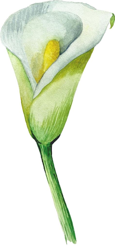 Premium Vector Watercolor Calla Lily Flower Illustration Single Calla
