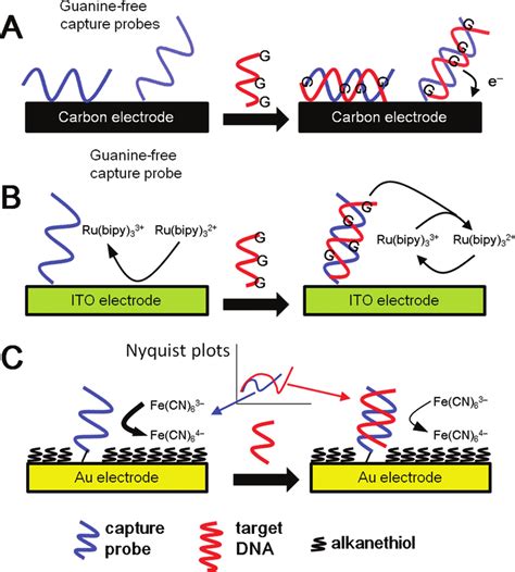 Overview Of Label Free Hybridization Schemes Commonly Used In Ec Dna Download Scientific