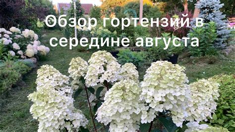 ОБЗОР ГОРТЕНЗИЙ В СЕРЕДИНЕ АВГУСТА Прогулка по саду Youtube