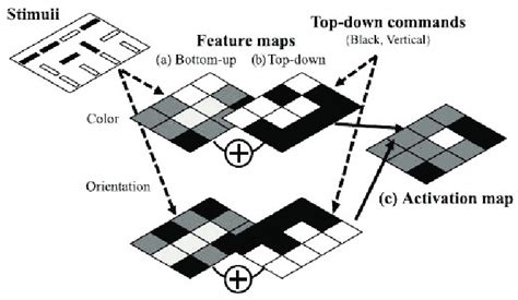 Guided Search Model With Bottom Up Top Down And Activation Map Types Download Scientific