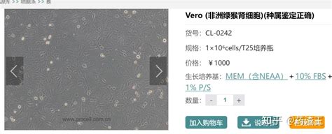 狂犬病疫苗与致癌，vero细胞的安全性（第1部分：vero细胞的发现） 系列文章，全面解读狂犬病病毒及其疫苗） 知乎