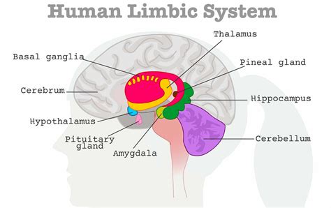Brain Limbic Lobe Where Is It And What Does It Do Nakase Law Firm
