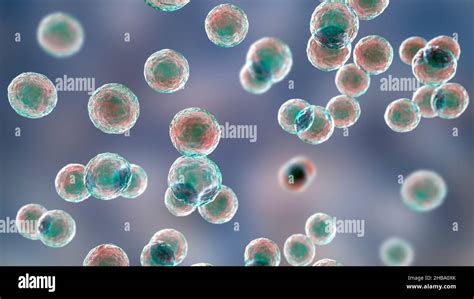 Pediococcus Bacteria Computer Illustration These Are Gram Positive