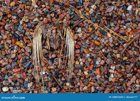 Decomposing Body And Skeleton Of A Headless Dead Bird Laying On Stock