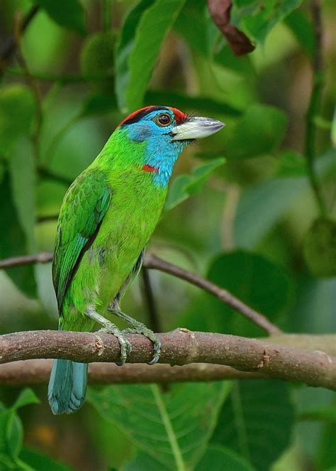 Bird Watching In Sundarbans National Park