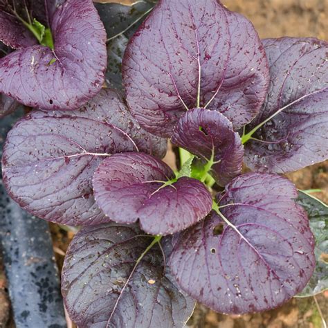 Organic Mustard Tatsoi Red Premier Seeds Direct