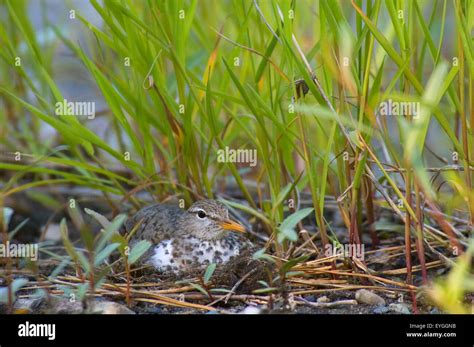 Spotted Sandpiper On Nest Imnaha Wild And Scenic River Hells Canyon