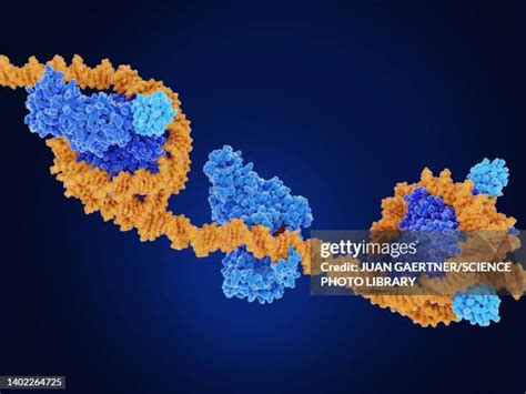 Biochemical Cycle Photos And Premium High Res Pictures Getty Images