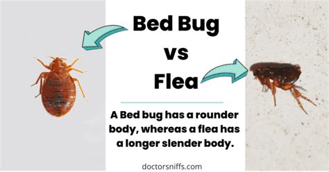 Gnats VS Fleas Comparison Key Differences Explained