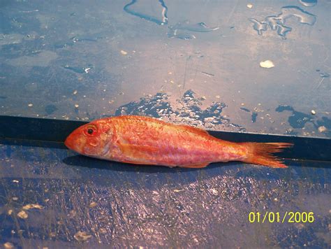 Fish Recognition Roboflow Universe