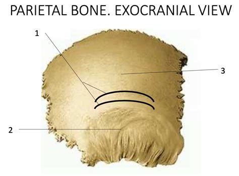 Oral Anatomy Prac 1 Parietal Bone Exocranial View Diagram Quizlet