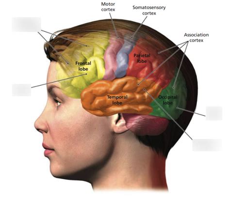 Ap Psych The Cortex Part 2 Diagram Quizlet