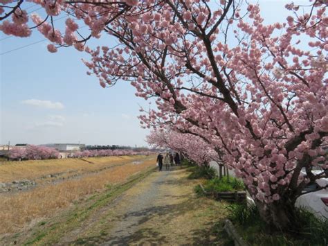 春めき桜