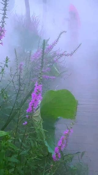 夏日荷花 唯美壁纸 夏日荷花 唯美手机壁纸 夏日荷花 唯美手机动态壁纸 元气壁纸