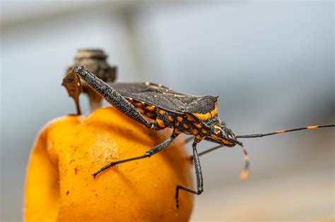 Kissing Bug Threat Rising Health Concerns In New Jersey Ask Dr Nandi