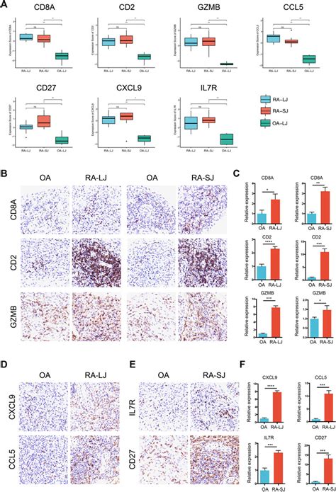 Frontiers Identification Of Key Candidate Genes And Pathways In Rheumatoid Arthritis And
