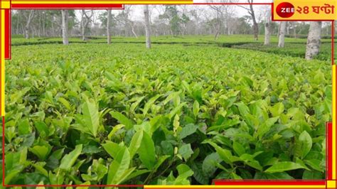 অতিবৃষ্টিতে নষ্ট হচ্ছে তরাই ডুয়ার্সের বহু চা বাগান চরম ক্ষতির মুখে
