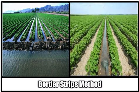What Is Border Strip Irrigation At Hugo Debra Blog