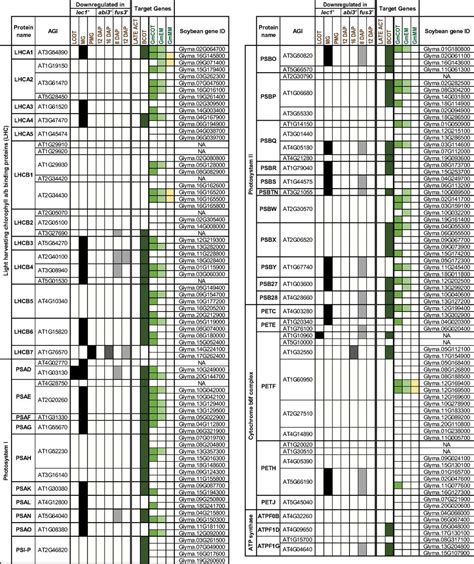 Lec1 Sequentially Regulates The Transcription Of Genes Involved In