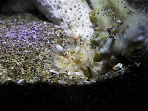 行方不明だったイソギンチャク 海水魚が好き 楽天ブログ