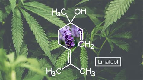 Linalool Structure