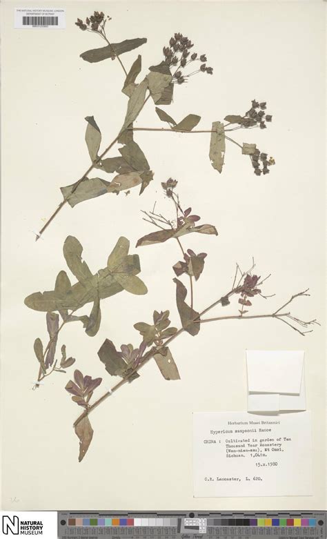 Hypericum Sampsonii Hance