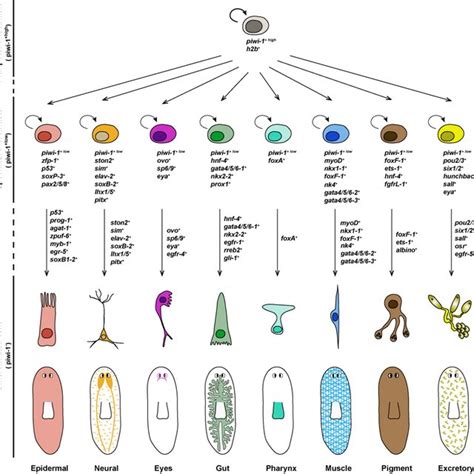 External Cues Guide Planarian Stem Cell Behavior The Balance Between