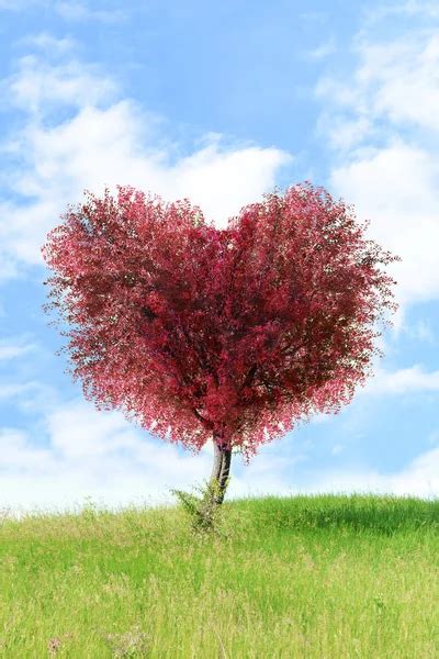 Tree Heart Stock Photos Royalty Free Tree Heart Images Depositphotos